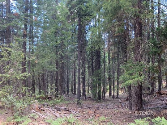 Real Estate & Homes in Trinity County, CA - North State Realty