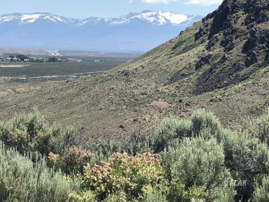 Northern Nevada Real Estate - Bottari & Associated Realty, Inc